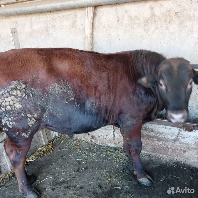 Быки лимузины