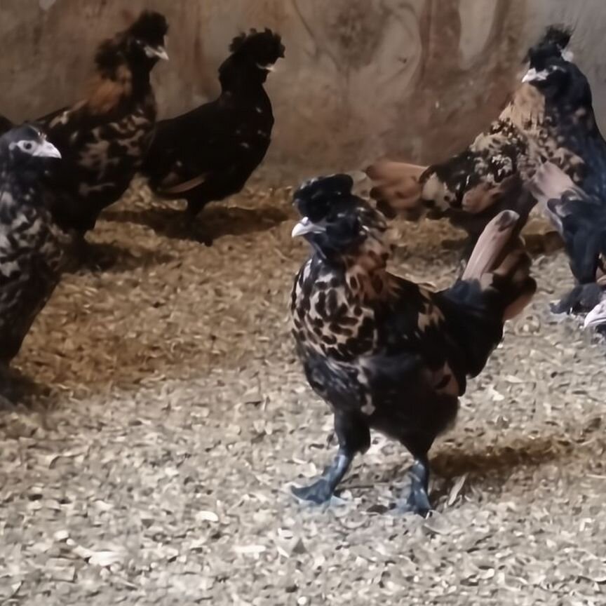 Петушки павловское золото