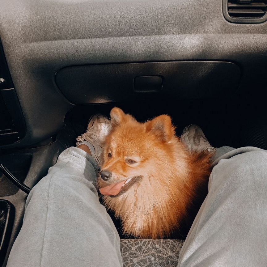 Продам шпица