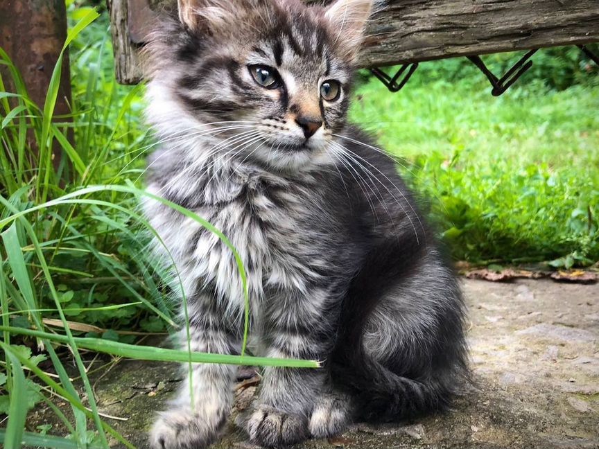 Котенок