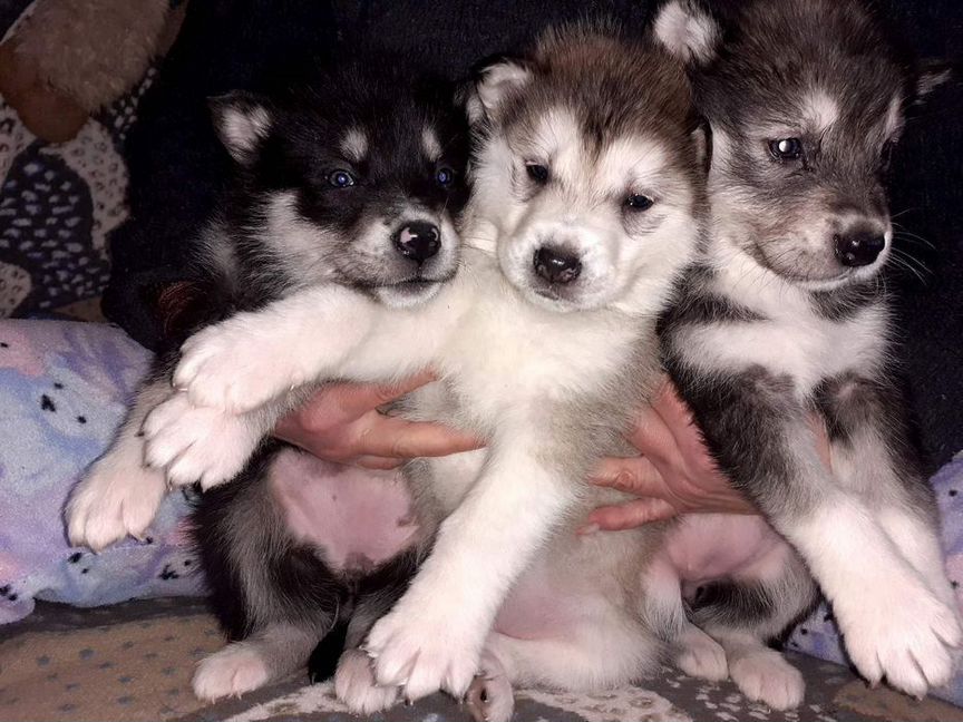 Щенки маламута с самоедом
