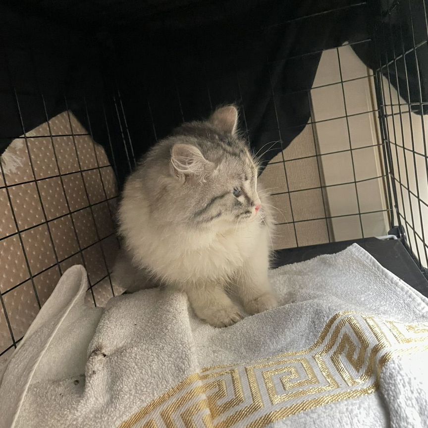 Котёнок в добрые руки