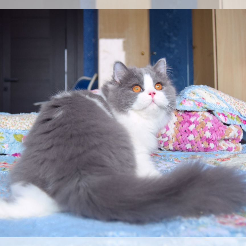 Британский длинношёрстный котёнок