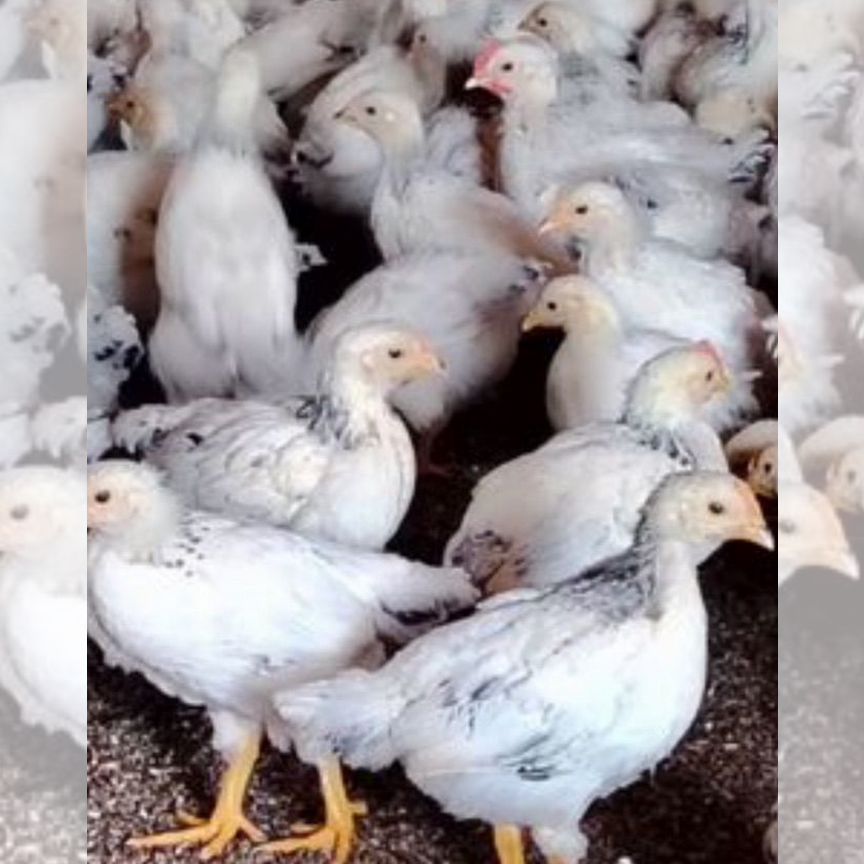 Подрощеные циплята