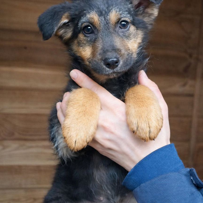 Щенок в добрые руки