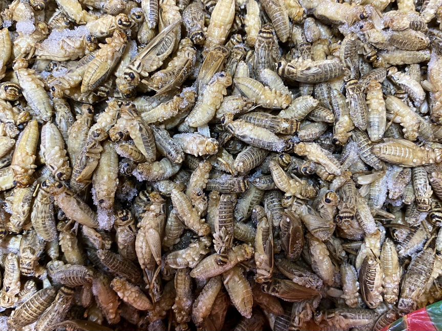 Сверчок мелкий домовой имаго