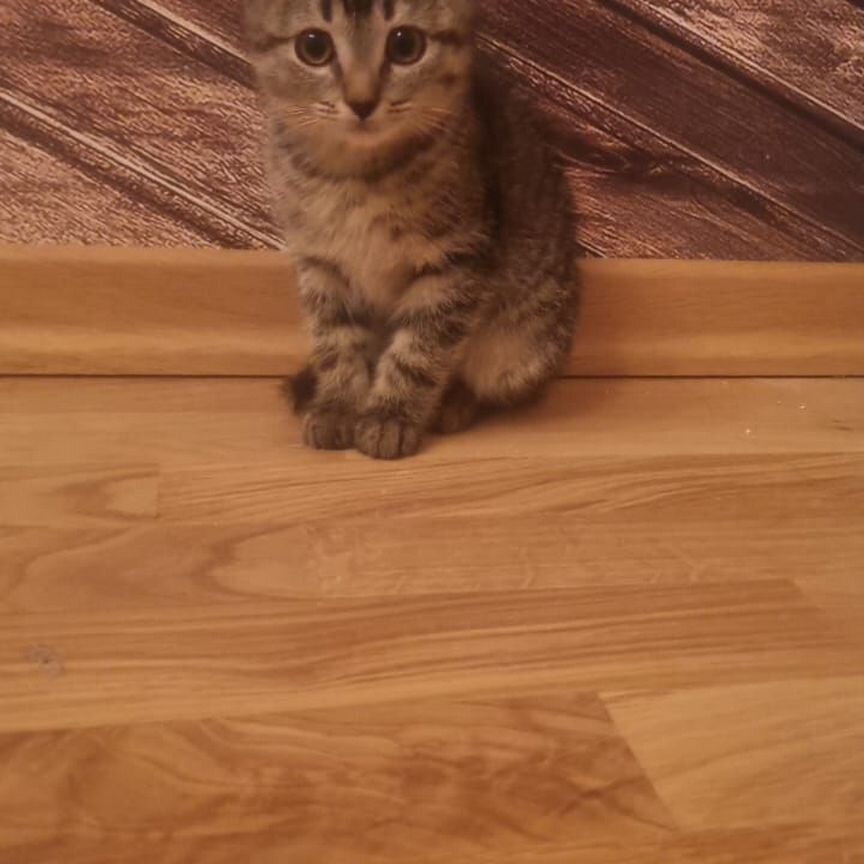 Котеночек
