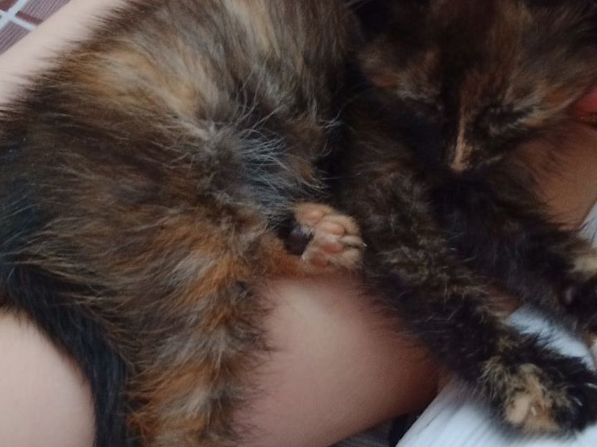 Кошечка в добрые руки