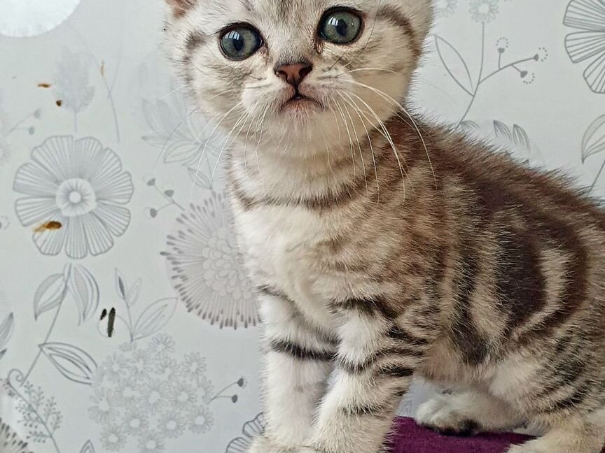 Шотландский чистокровный