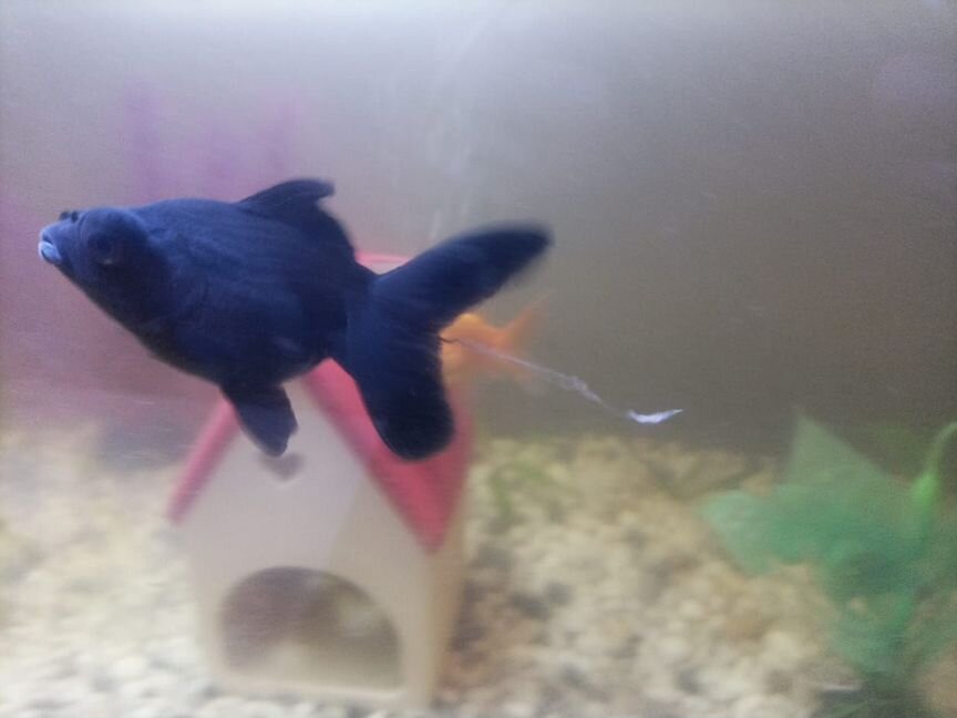 Аквариумные рыбки