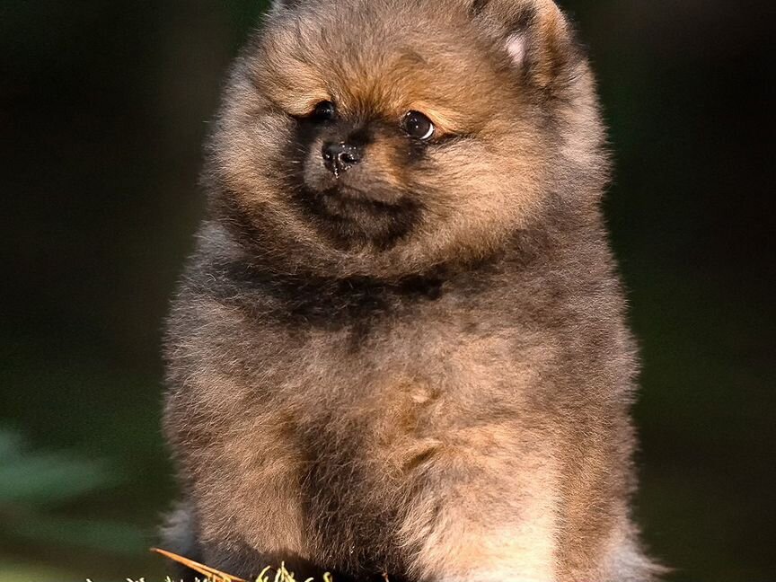 Продажа собак щенков