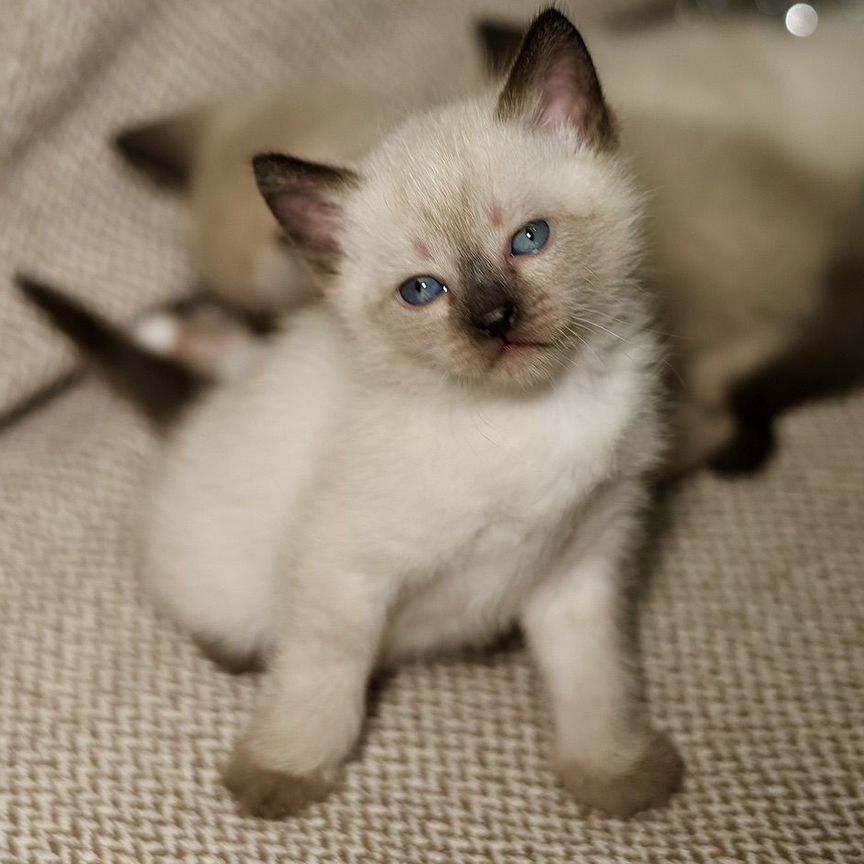 Тайский котёнок