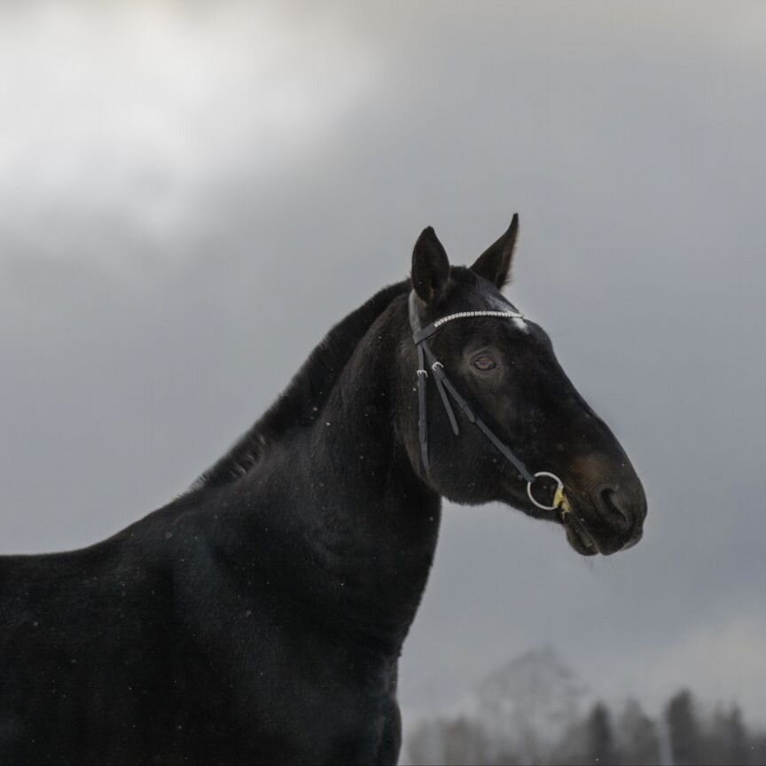 Ногавки для лошади
