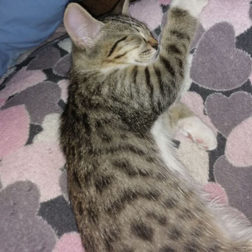 Котёнок в добрые руки