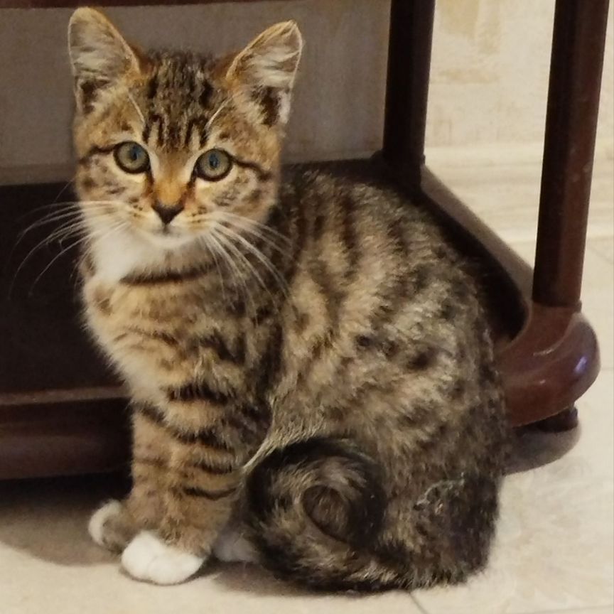 Котëнок бесплатно