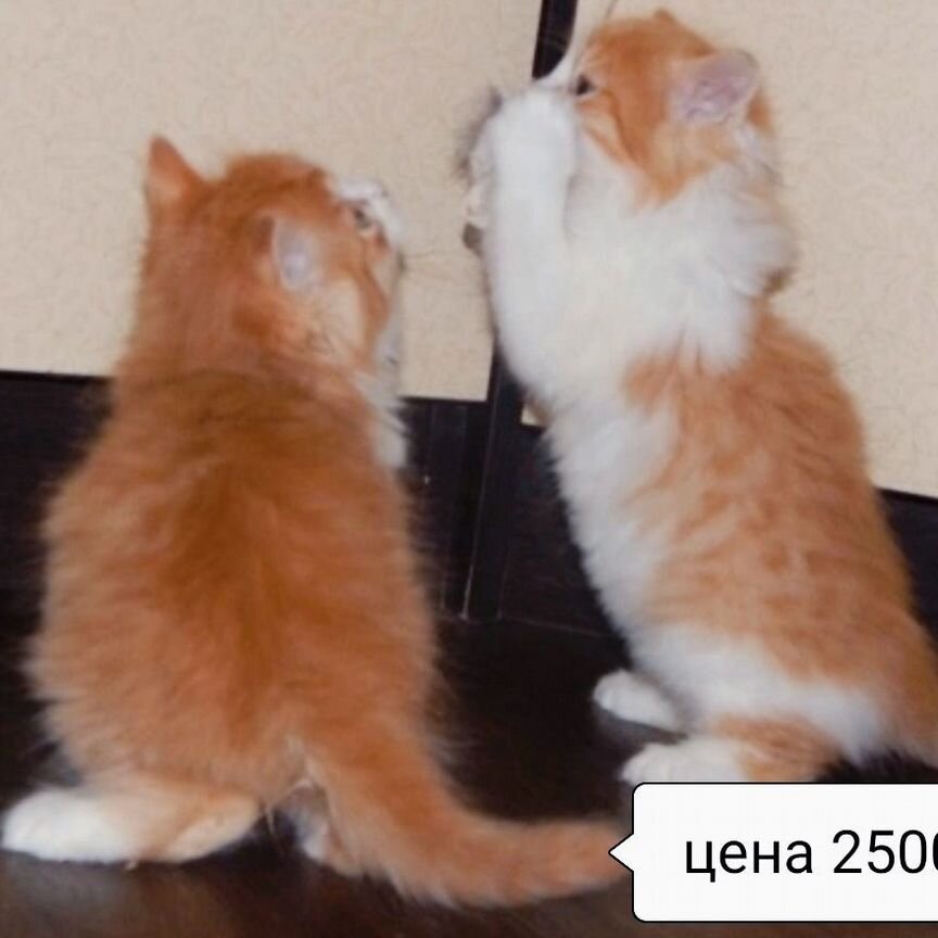 Сибирские пушистые котята