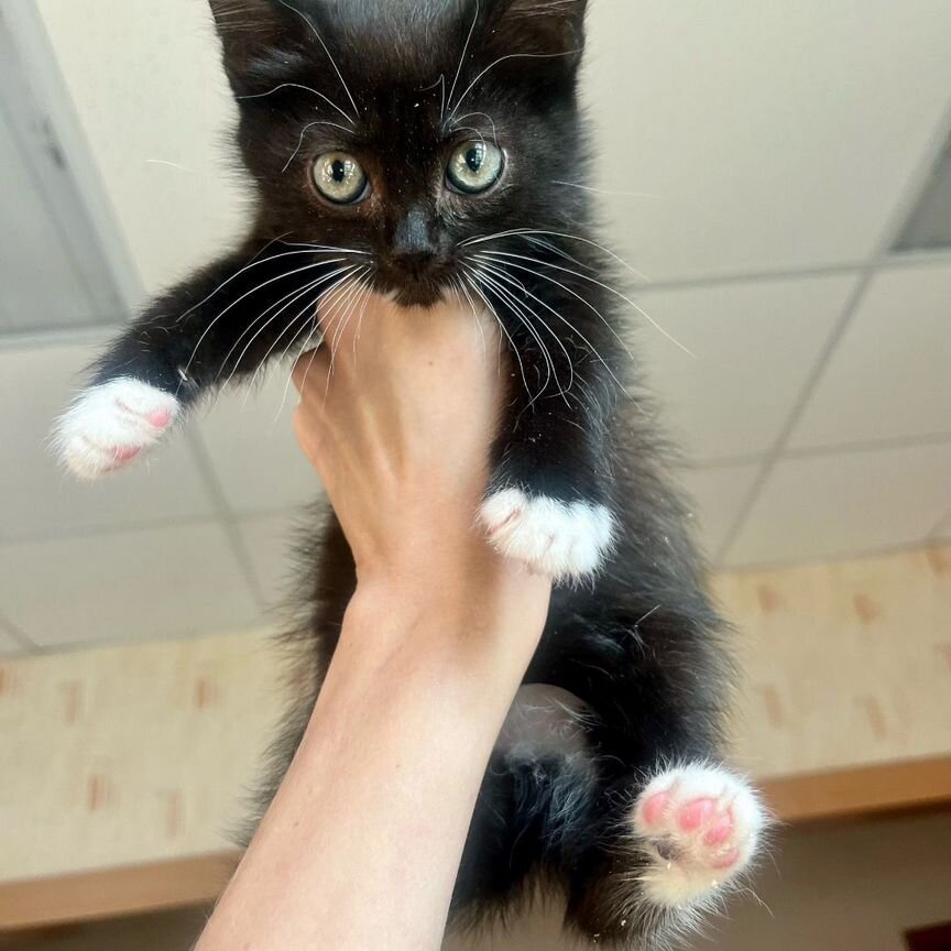 Котенок Стасик в добрые ручки
