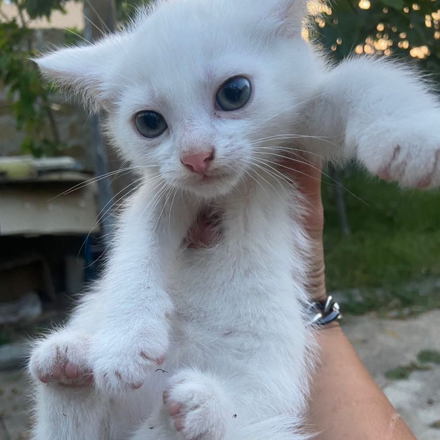 Котенок бесплатно