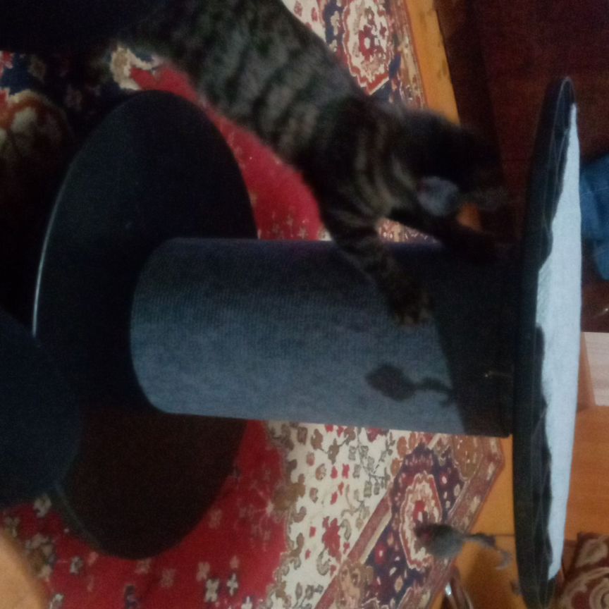 Когтеточка