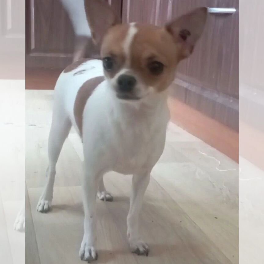 Чихуахуа, взрослая собака