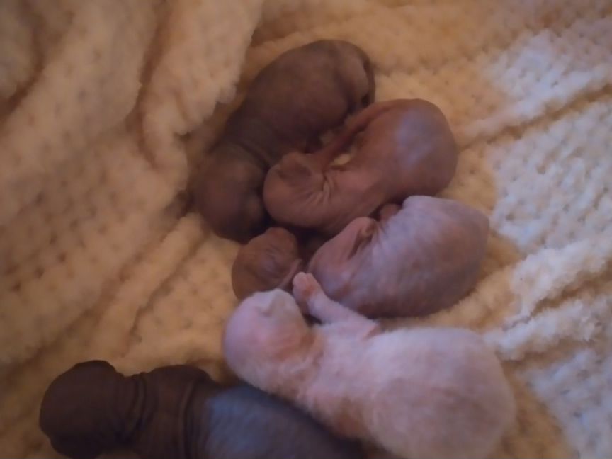 Лысые котята сфинкс