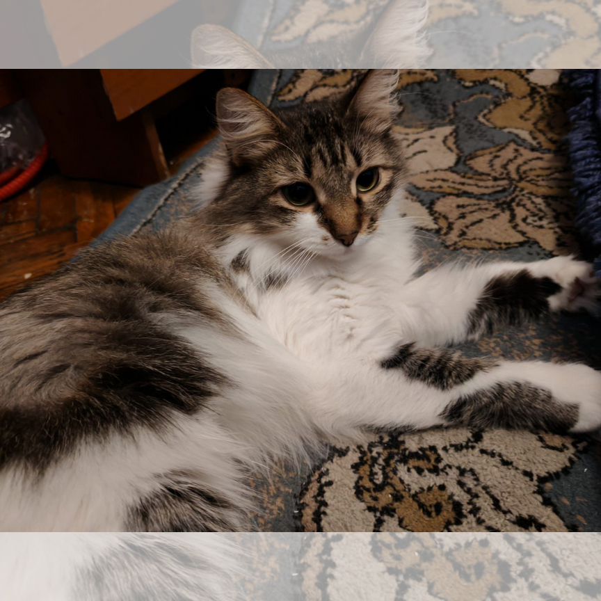 Кошечка ищет дом