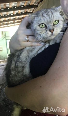 Найдена Шотландская кошка советский Р-он
