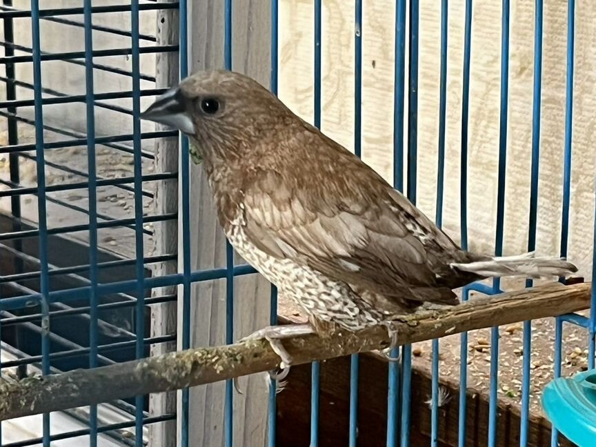 Чешуйчатая японская амадина