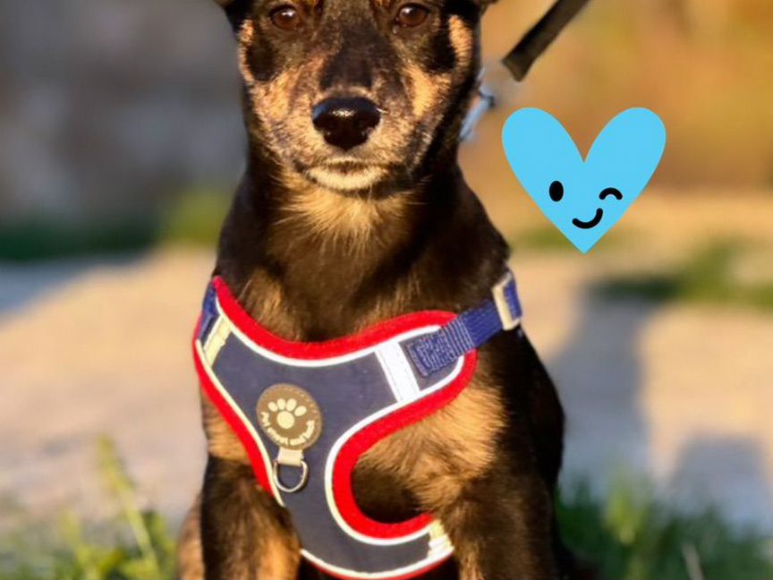 Маленький щенок бесплатно