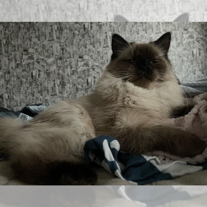 Невский маскарадный кот