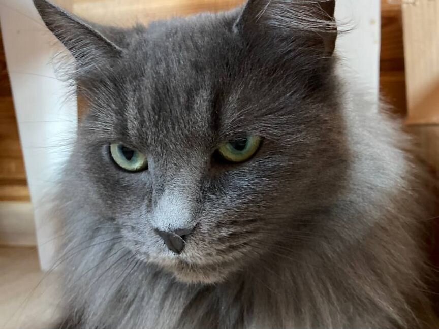 Кошечка ищет дом