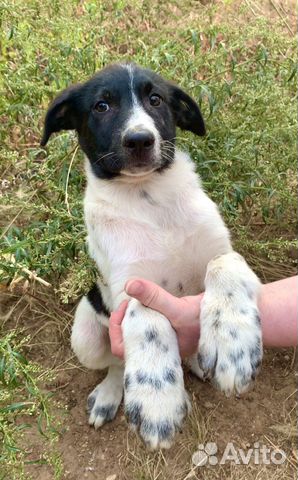 Щенок - белый медвежонок (щенята, щенки)