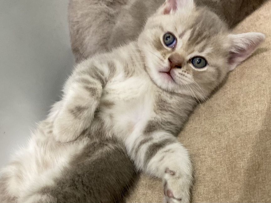 Котик красавец шотландец