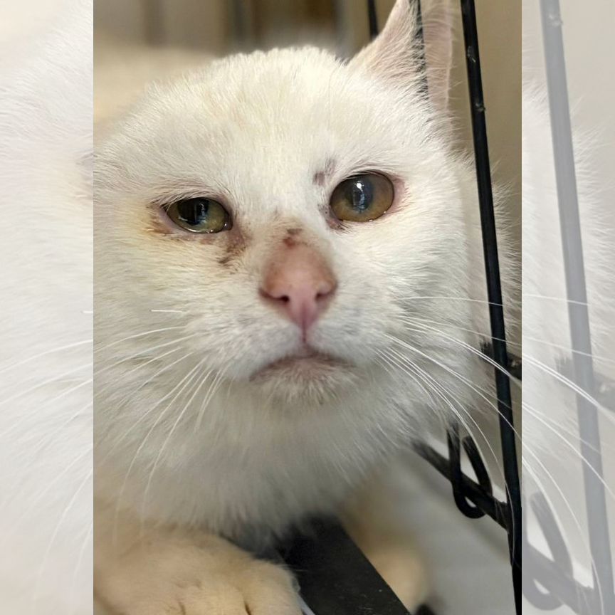 Турецкая ангора, взрослый кот