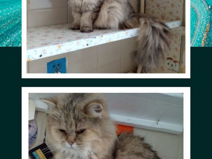 Кошка в добрые руки