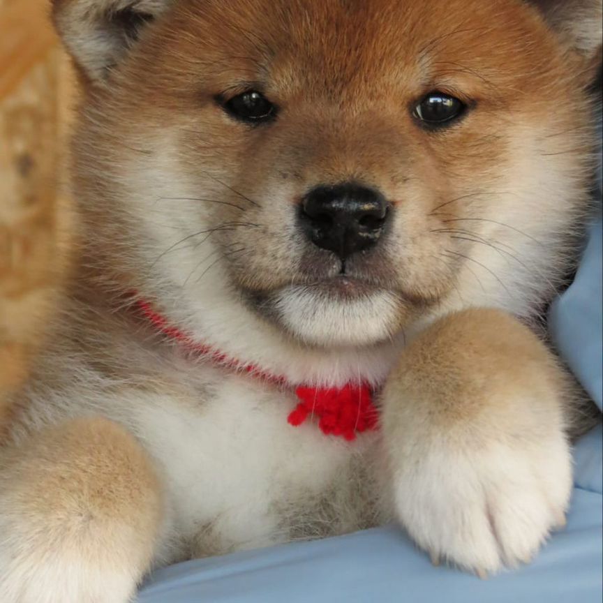 Щенки сиба-ину с полным пакетом документов