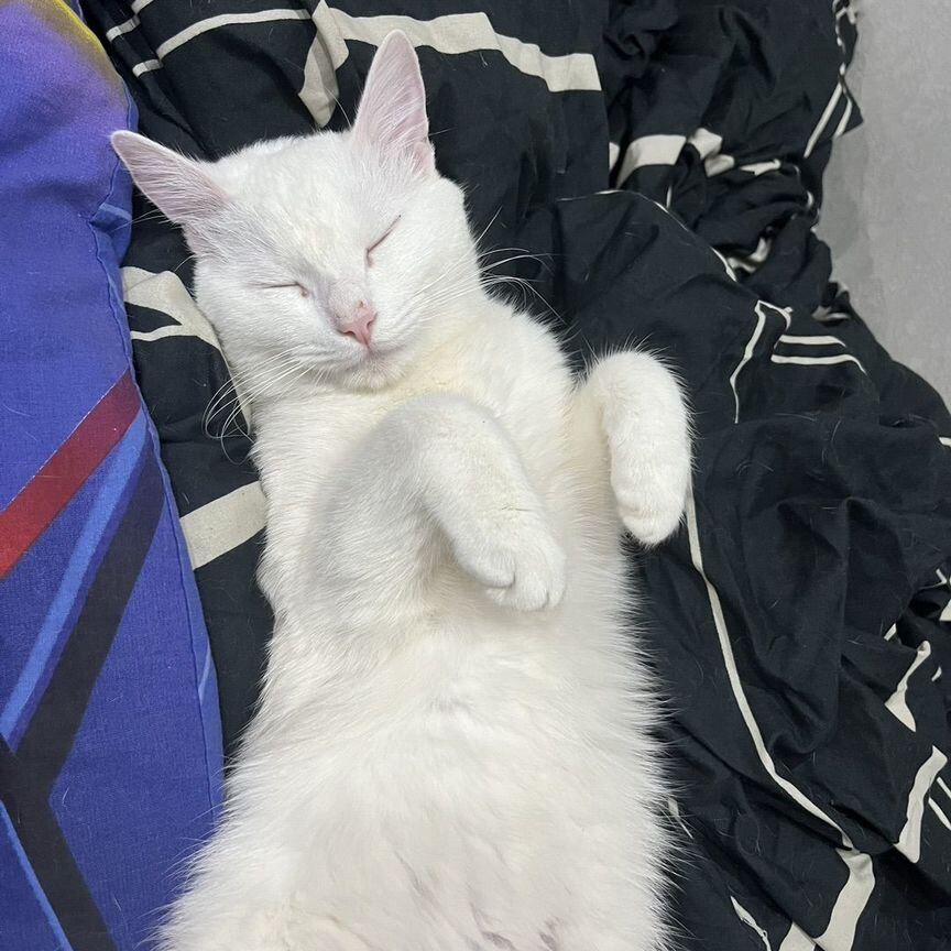 Белый котик