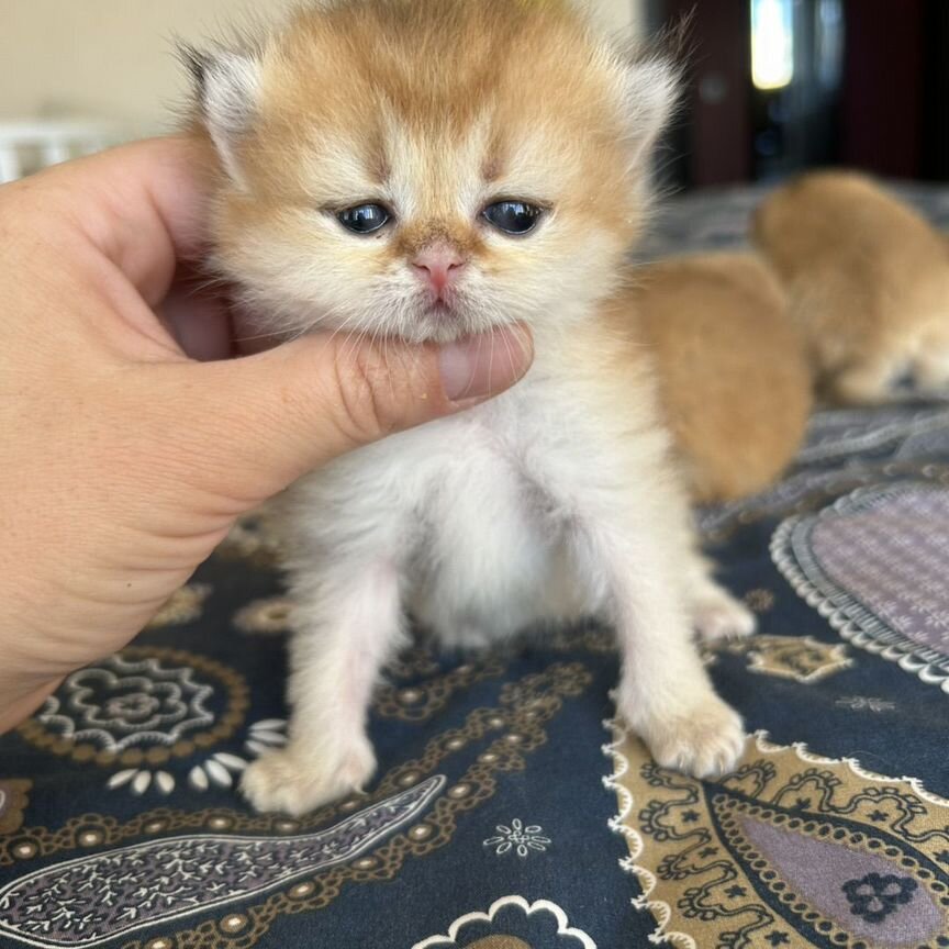 Девочка страйт