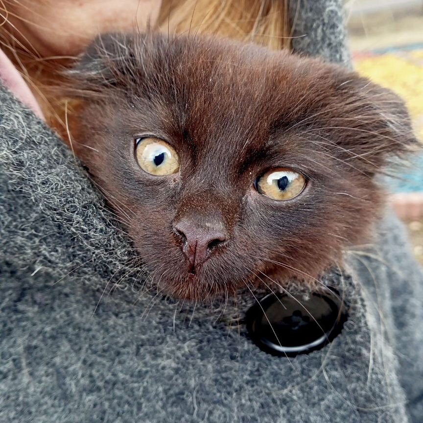 Вислоухий котенок в добрые руки