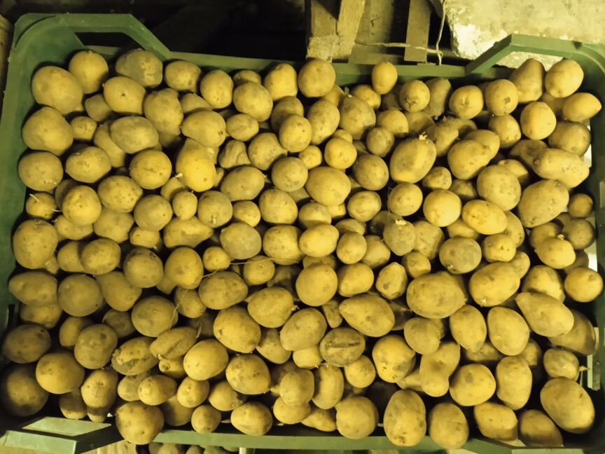 Продам мелкий картофель домашний