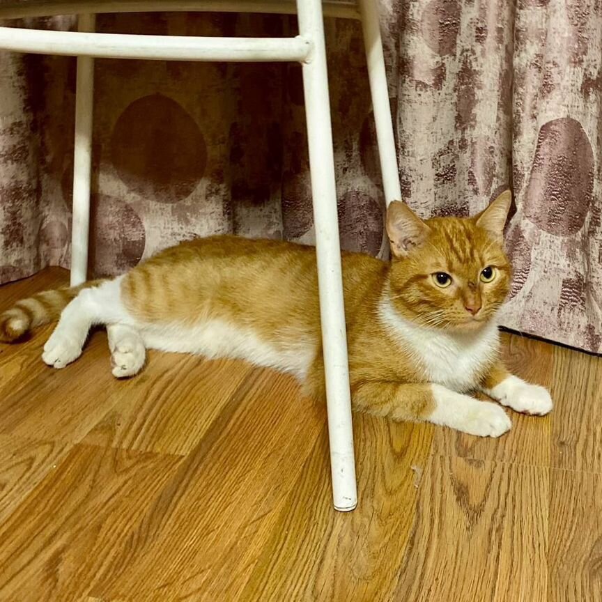 Рыжее солнышко. Котик