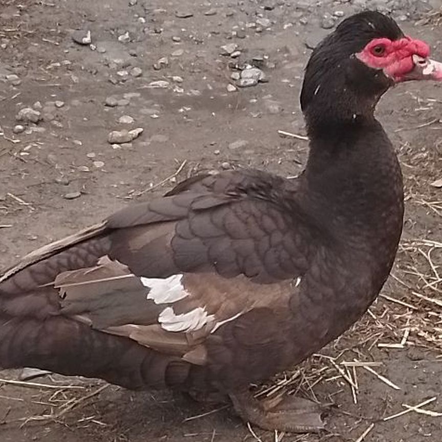 Селезень индоутки