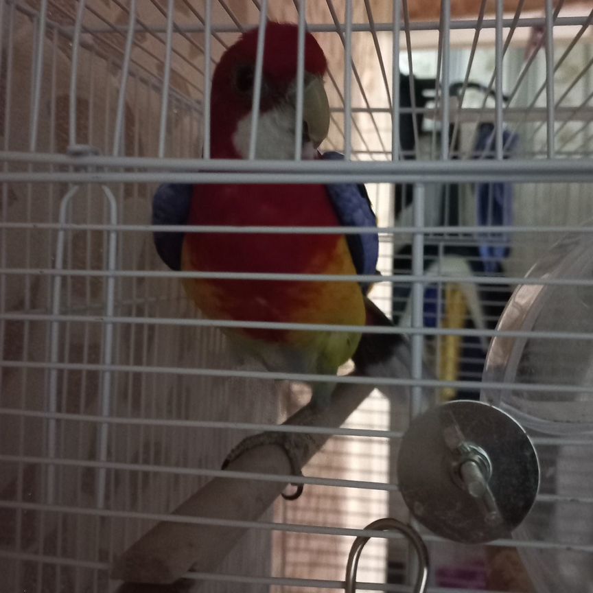 Попугай розелла самец