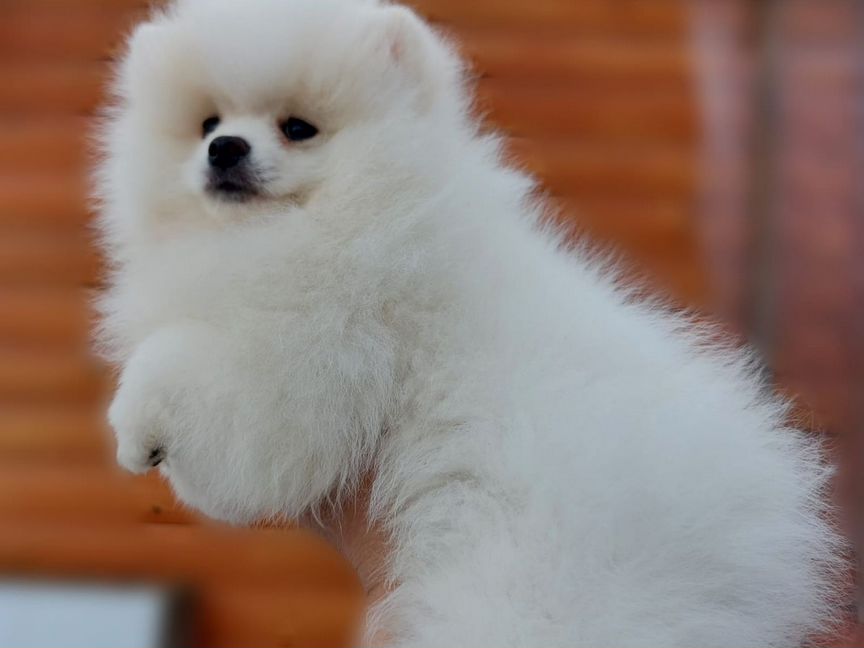 Няшка девочка Шпиц