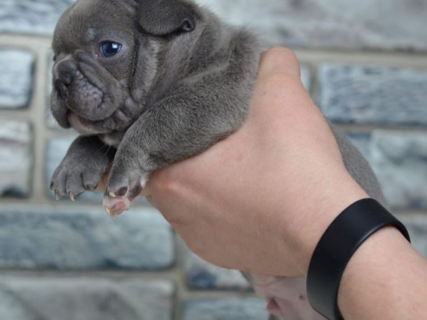 Французский бульдог голубые карапузы