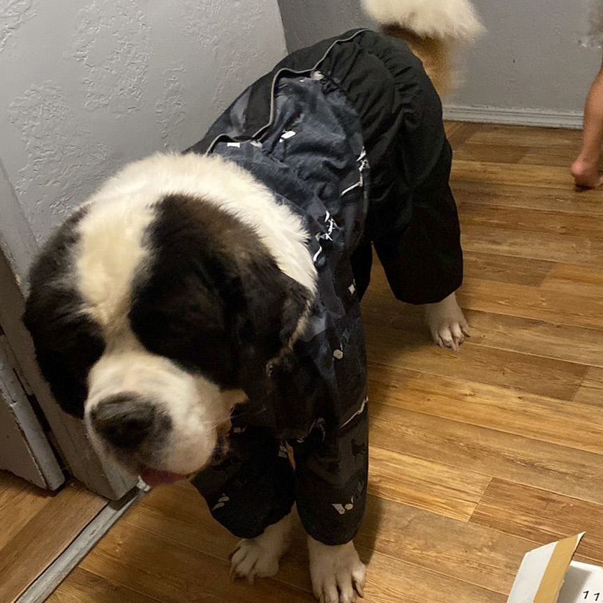 Сенбернар, взрослый пёс