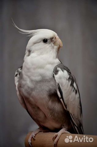 Попугай корелла ручной