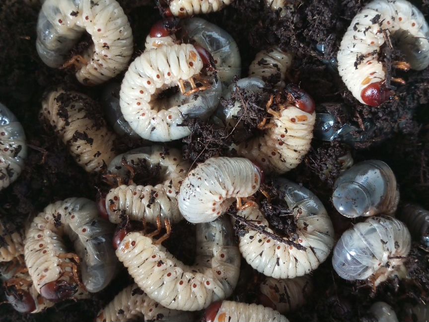 Личинка майского жука