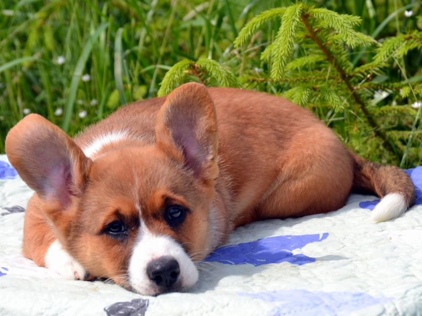 Щенки корги кардиган