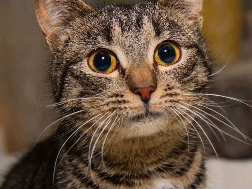 Ласковый котик, около 8 месяцев